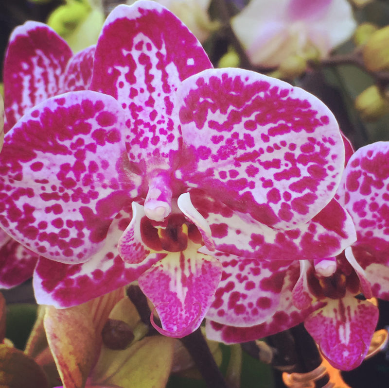 About Us - Morgan Landscape Group